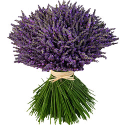 La lavande (El Khzama) Une plante précieuse | Le Reporter.ma