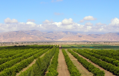 Agriculture : Tout dépend du ciel, mais… | Le Reporter.ma