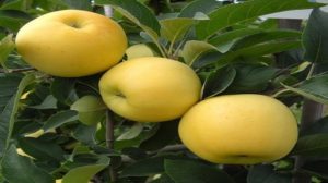 Pommes du Maroc : La production en baisse de 40% | Le Reporter.ma