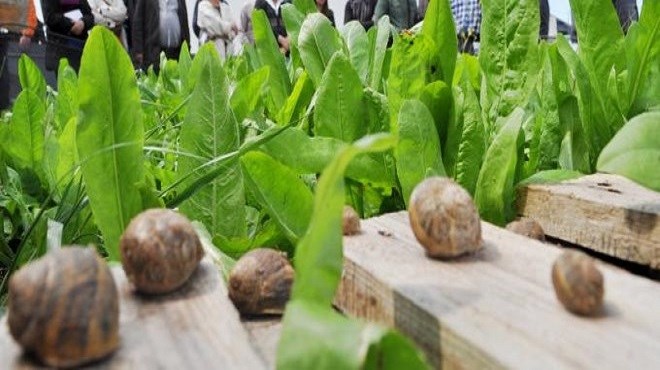 Héliciculture : L’escargot du Maroc célébré | Le Reporter.ma