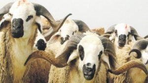 Maroc/Settat : 1er Salon national du mouton «Sardi» | Le Reporter.ma