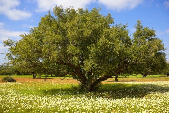 Plantation de 50.000 hectares d’arganier d’ici 2030 | Le Reporter.ma